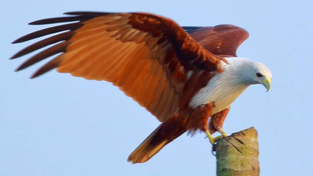 Brahminy Kite (Haliastur indus) - Amit's BB Diary